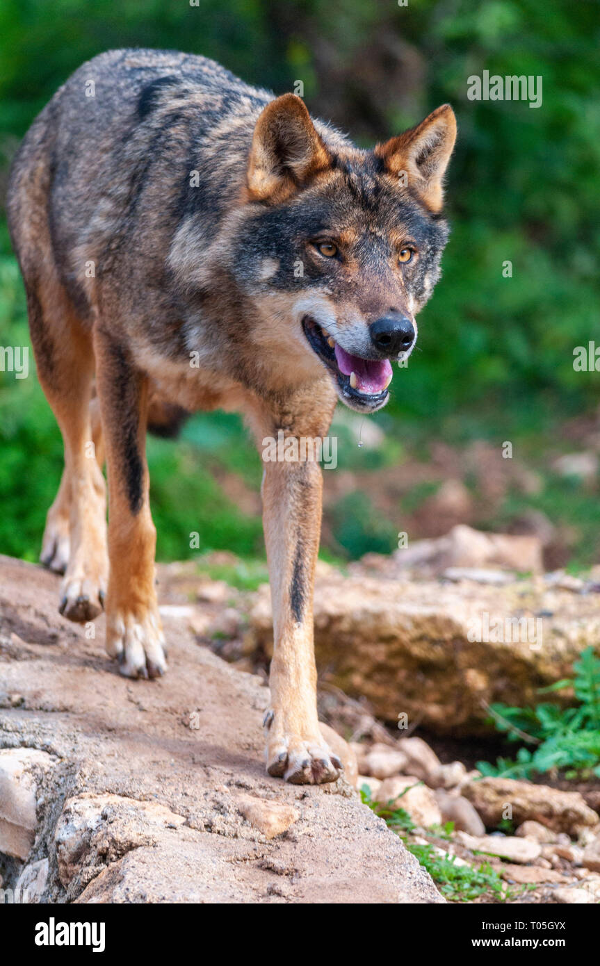Iberia wolf (Canis lupus signatus Stock Photo - Alamy