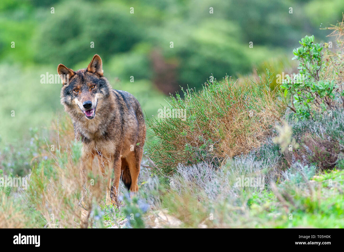 Iberia wolf (Canis lupus signatus Stock Photo - Alamy