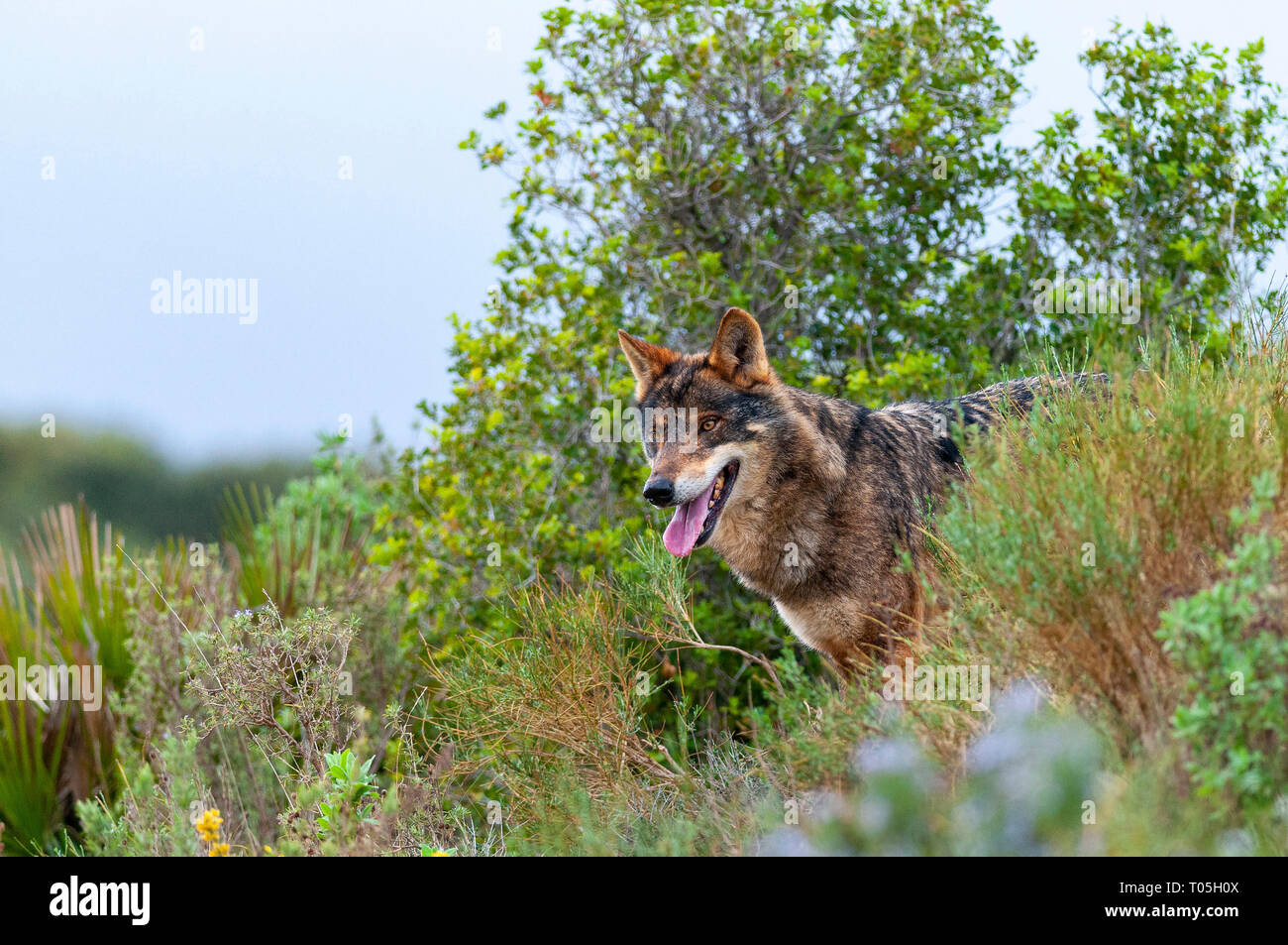 Iberia wolf (Canis lupus signatus Stock Photo - Alamy
