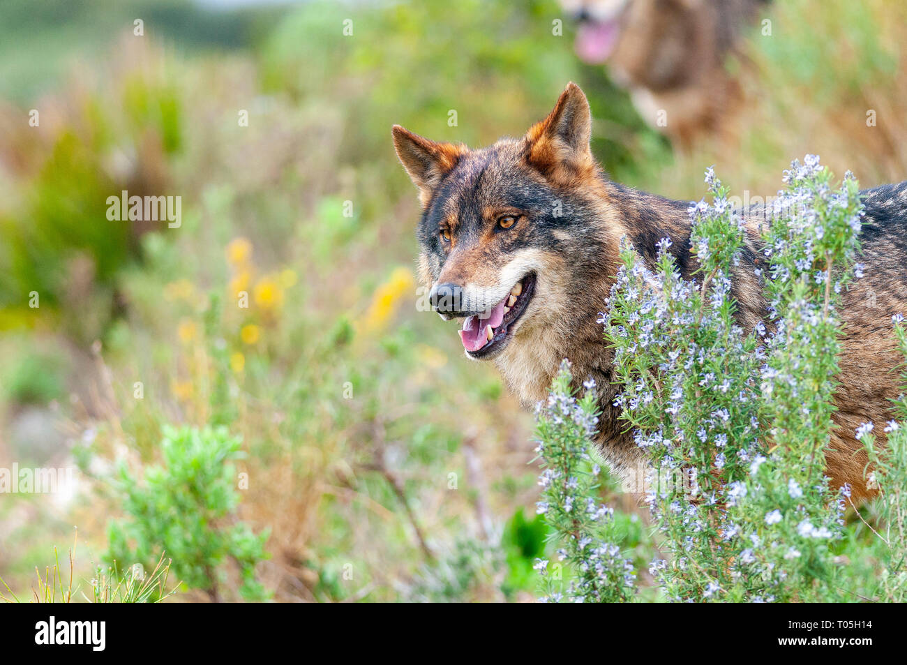 Iberia wolf (Canis lupus signatus Stock Photo - Alamy