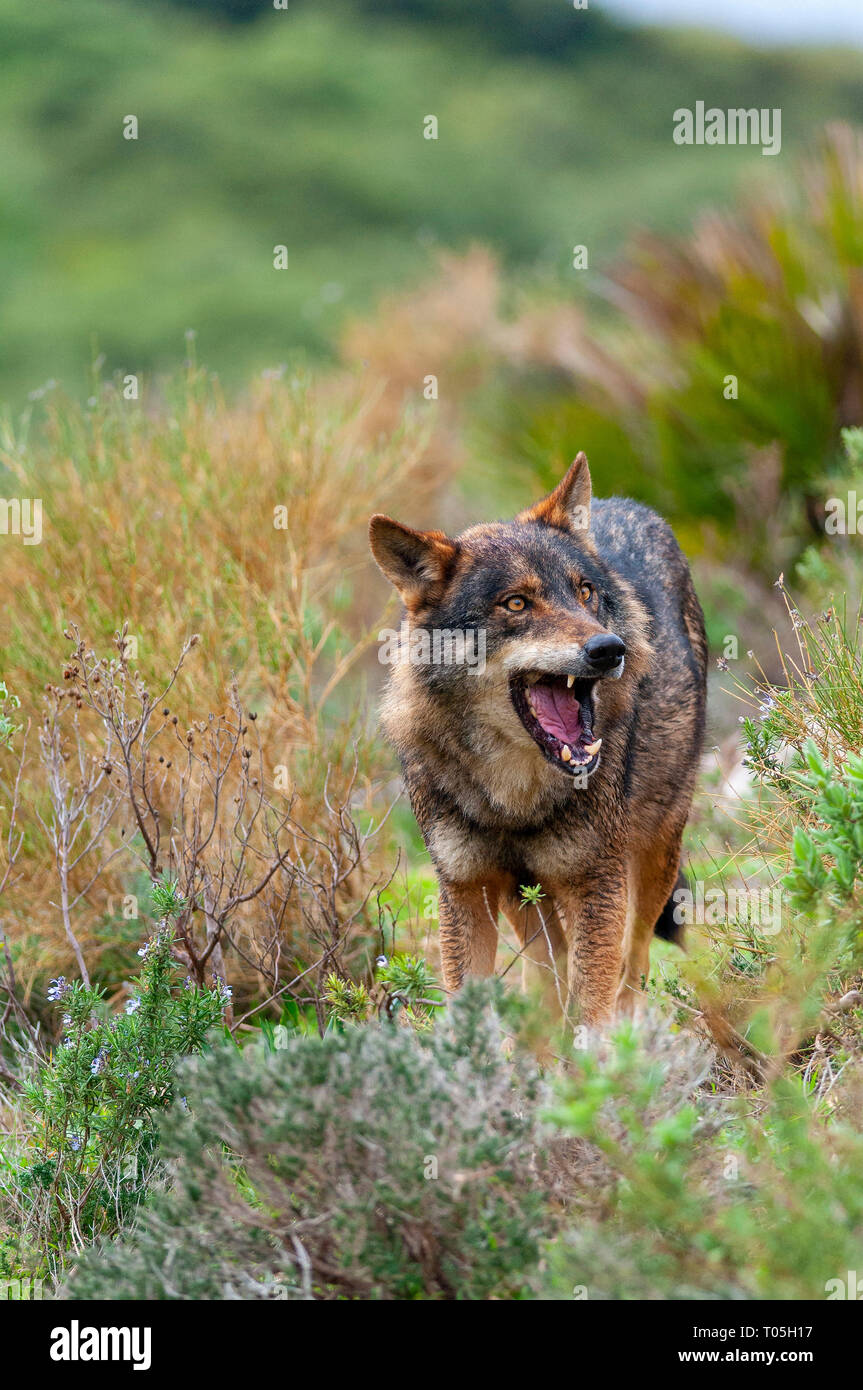 Iberia wolf (Canis lupus signatus Stock Photo - Alamy