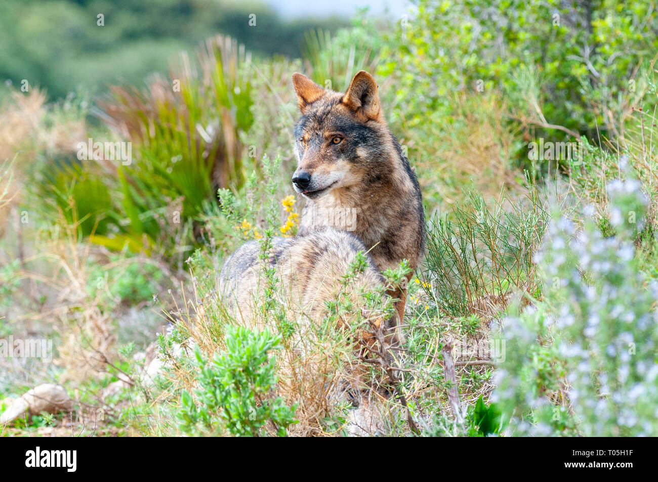 Iberia wolf (Canis lupus signatus Stock Photo - Alamy