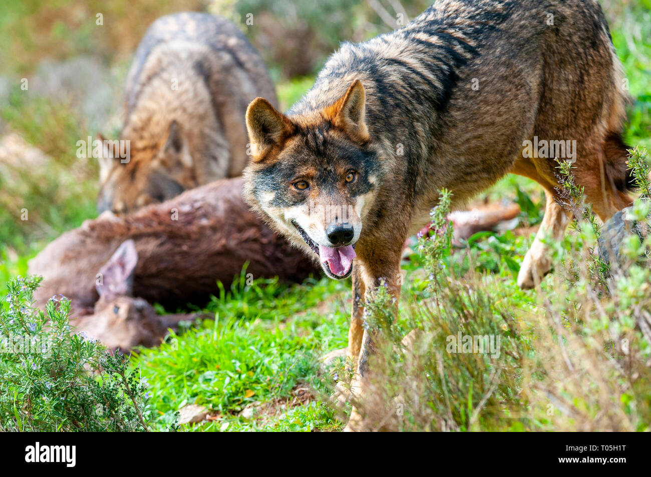 Iberia wolf (Canis lupus signatus Stock Photo - Alamy