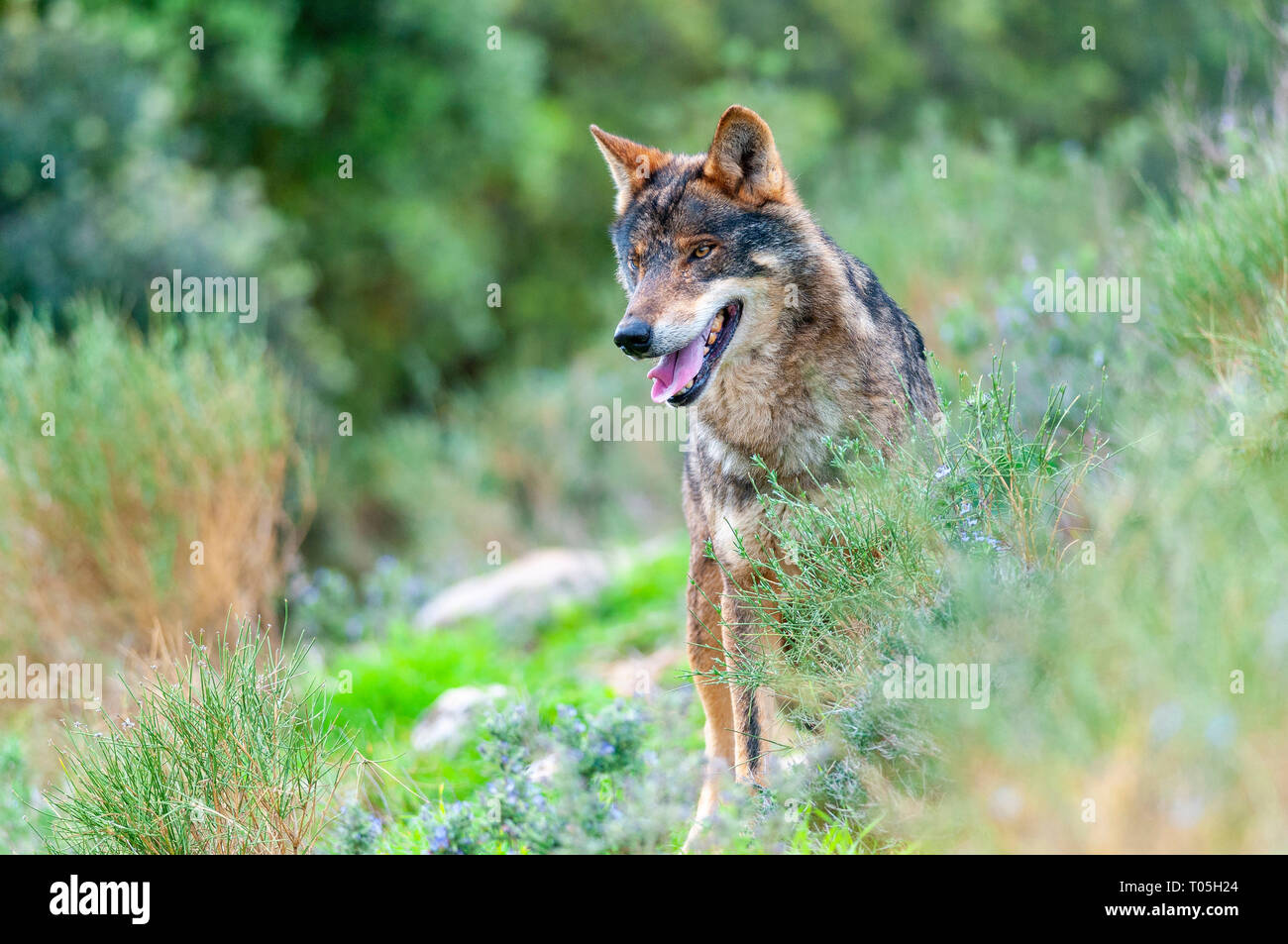 Iberia wolf (Canis lupus signatus Stock Photo - Alamy