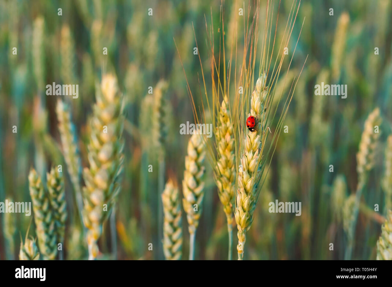 Insect Pests Of Wheat