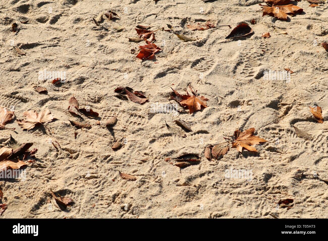 Dry leaves on the sand Stock Photo - Alamy