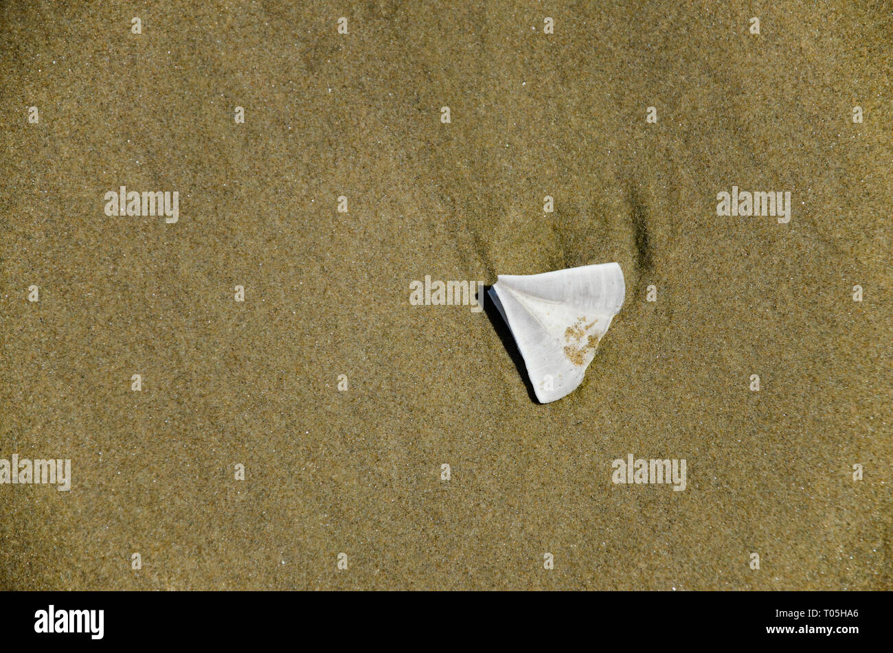 A triangular shaped seashell on a beach in New Zealand Stock Photo - Alamy