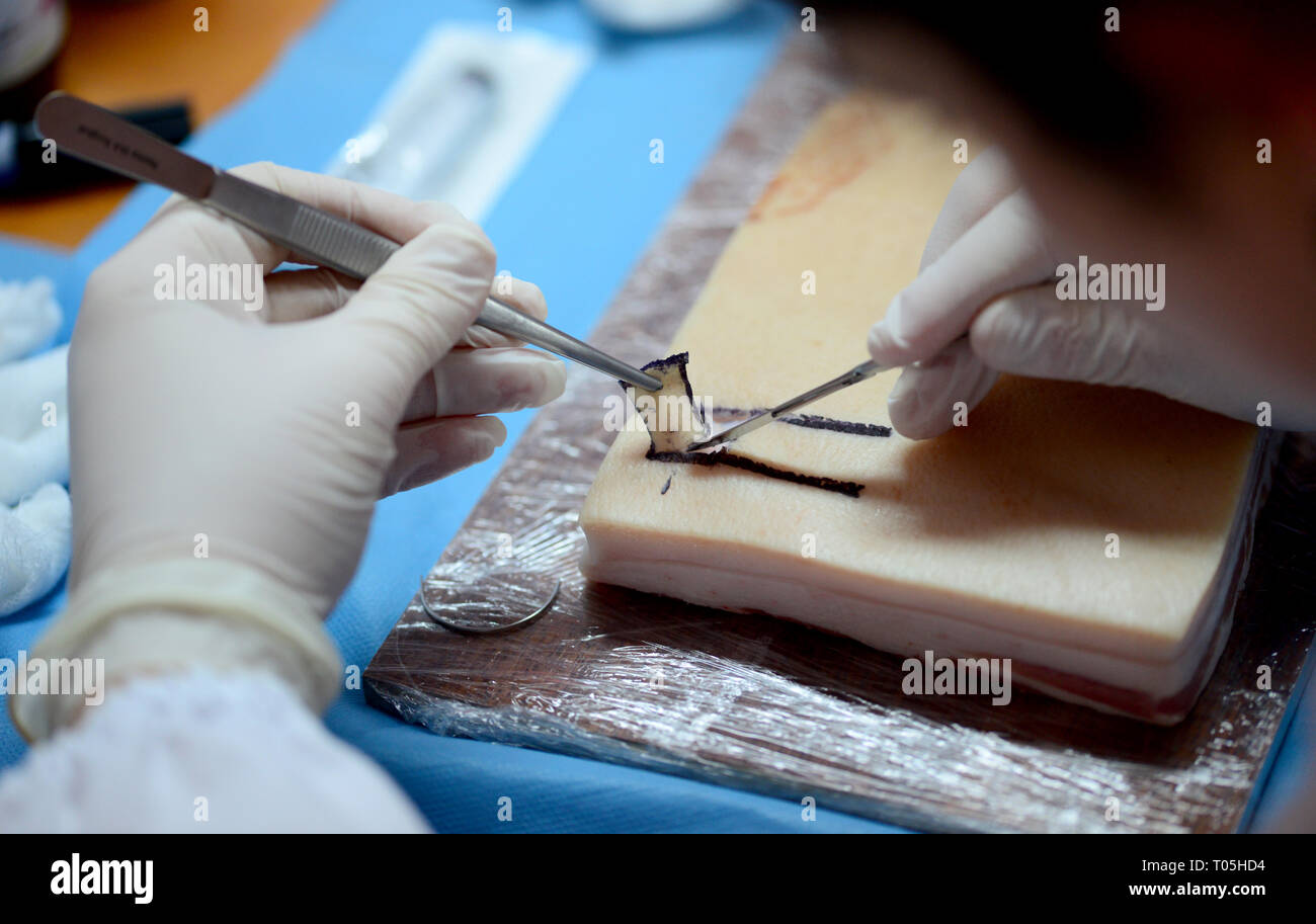 medical school student practicing surgery on pig meat Stock Photo - Alamy