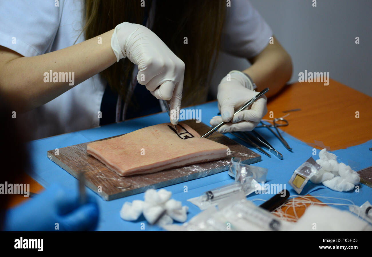 medical school student practicing surgery on pig meat Stock Photo - Alamy
