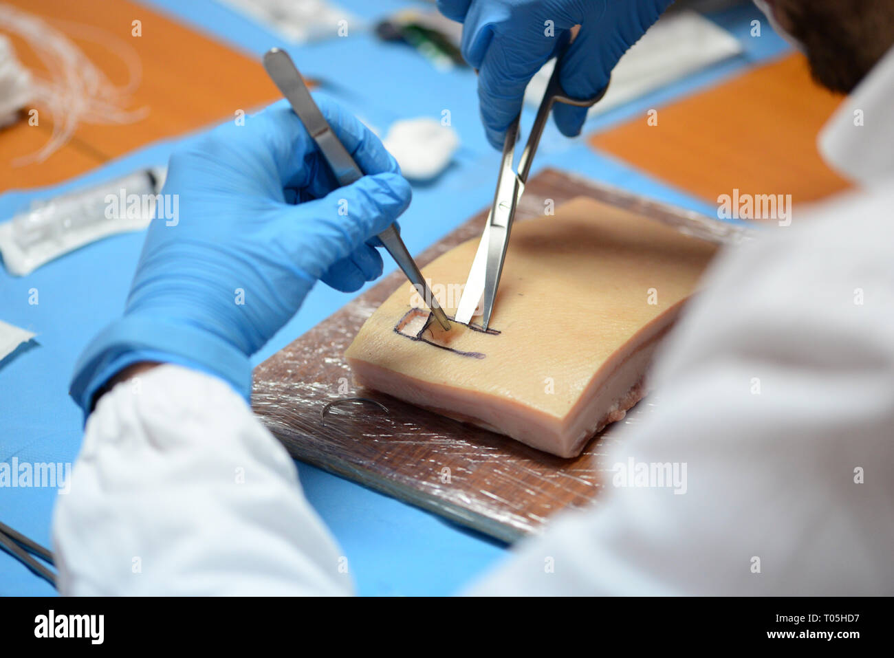 medical school student practicing surgery on pig meat Stock Photo - Alamy