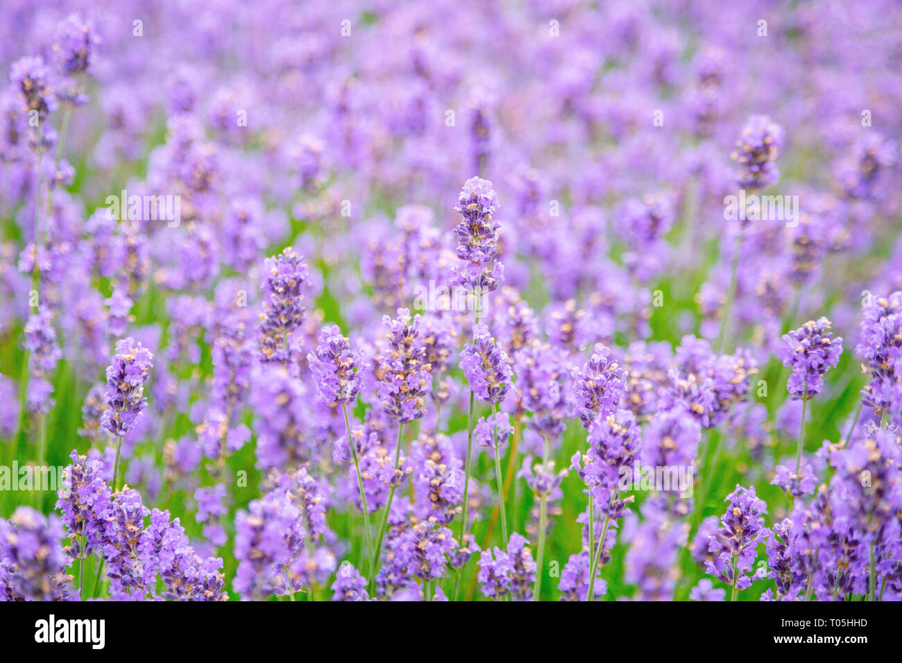 Purple blooming flower blur hi-res stock photography and images - Alamy