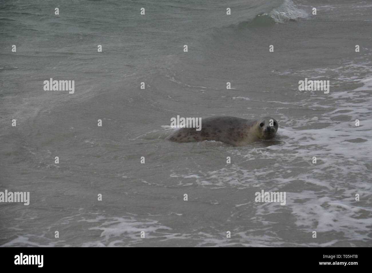 Robbe in der Nordsee - von Jana Reutin Stock Photo - Alamy