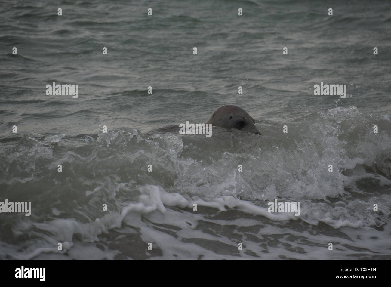 Robbe in der Nordsee - von Jana Reutin Stock Photo - Alamy