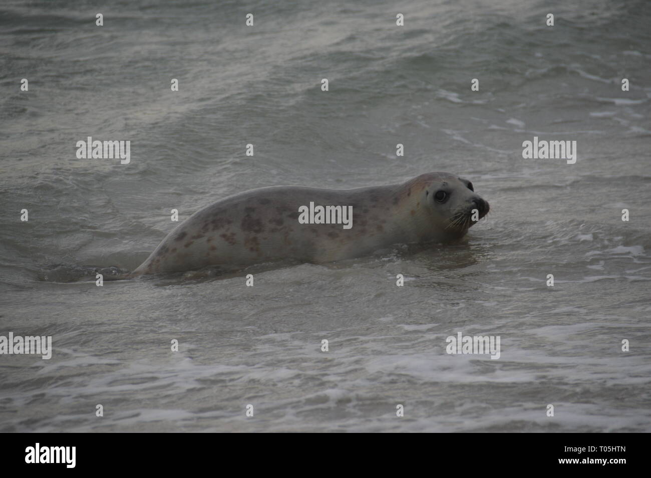 Nordsee strand meer hi-res stock photography and images - Alamy