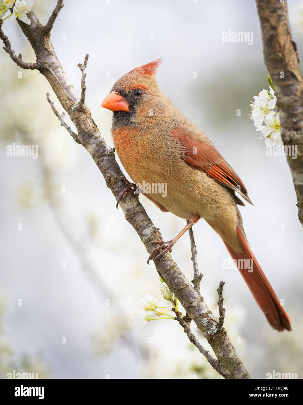 Cardinal bird songbird hi-res stock photography and images - Alamy