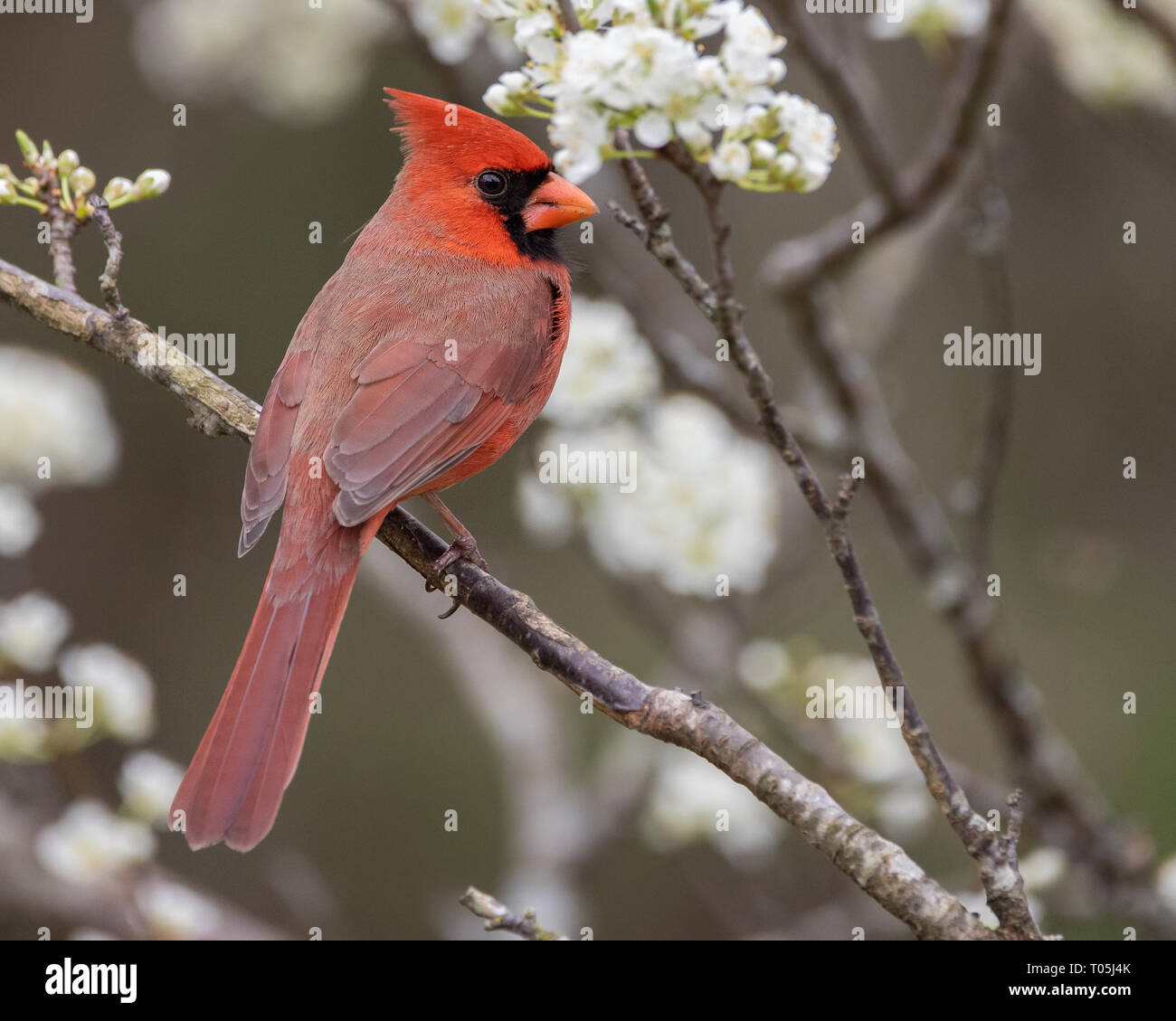 Northern cardinal hi-res stock photography and images - Alamy