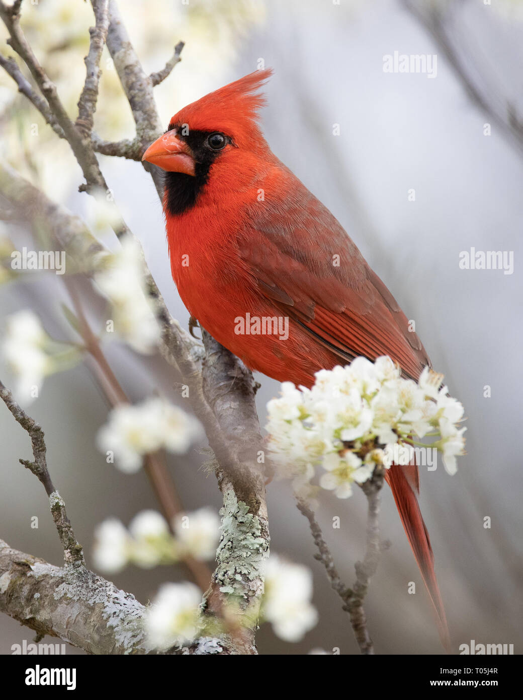 Gray cardinal hi-res stock photography and images - Alamy