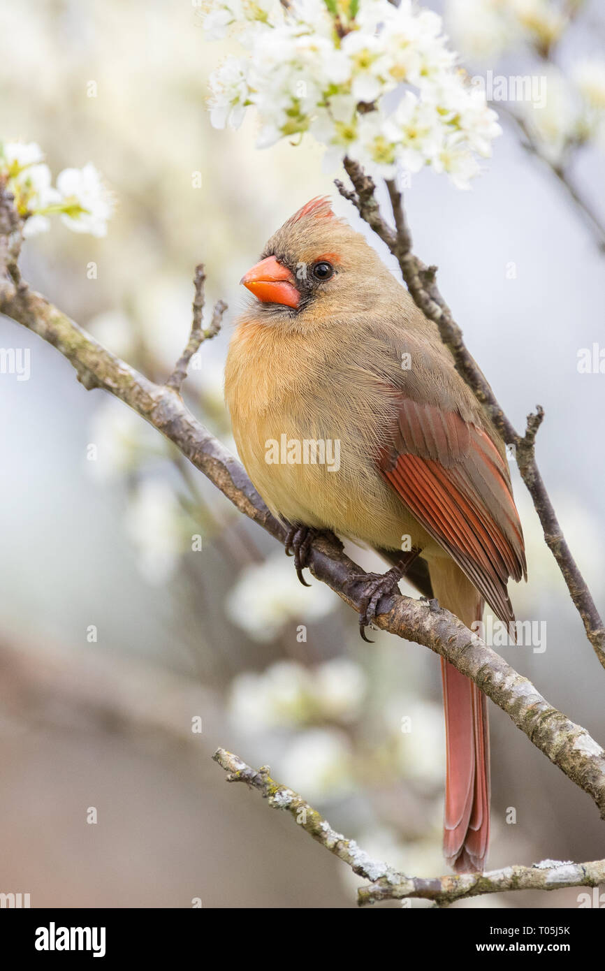 Northern cardinal female bird hi-res stock photography and images - Alamy