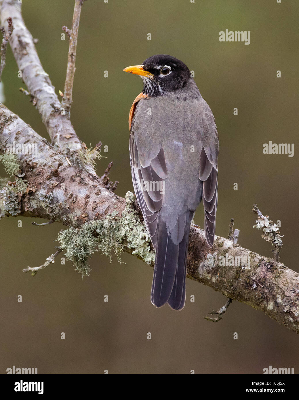 American plum tree hi-res stock photography and images - Alamy