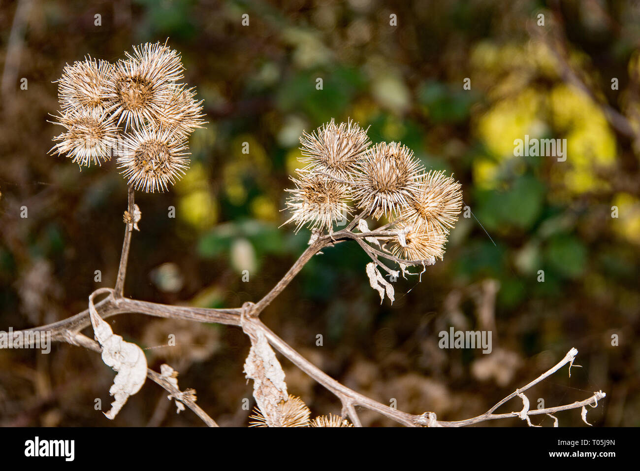 Burr seed hi-res stock photography and images - Alamy