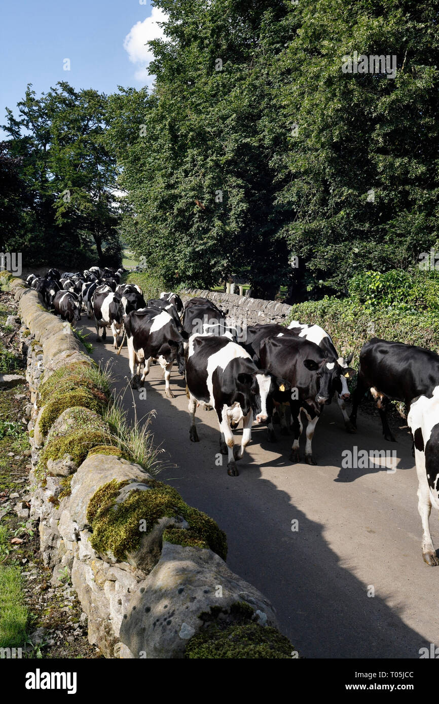 Cattle lane hi-res stock photography and images - Alamy