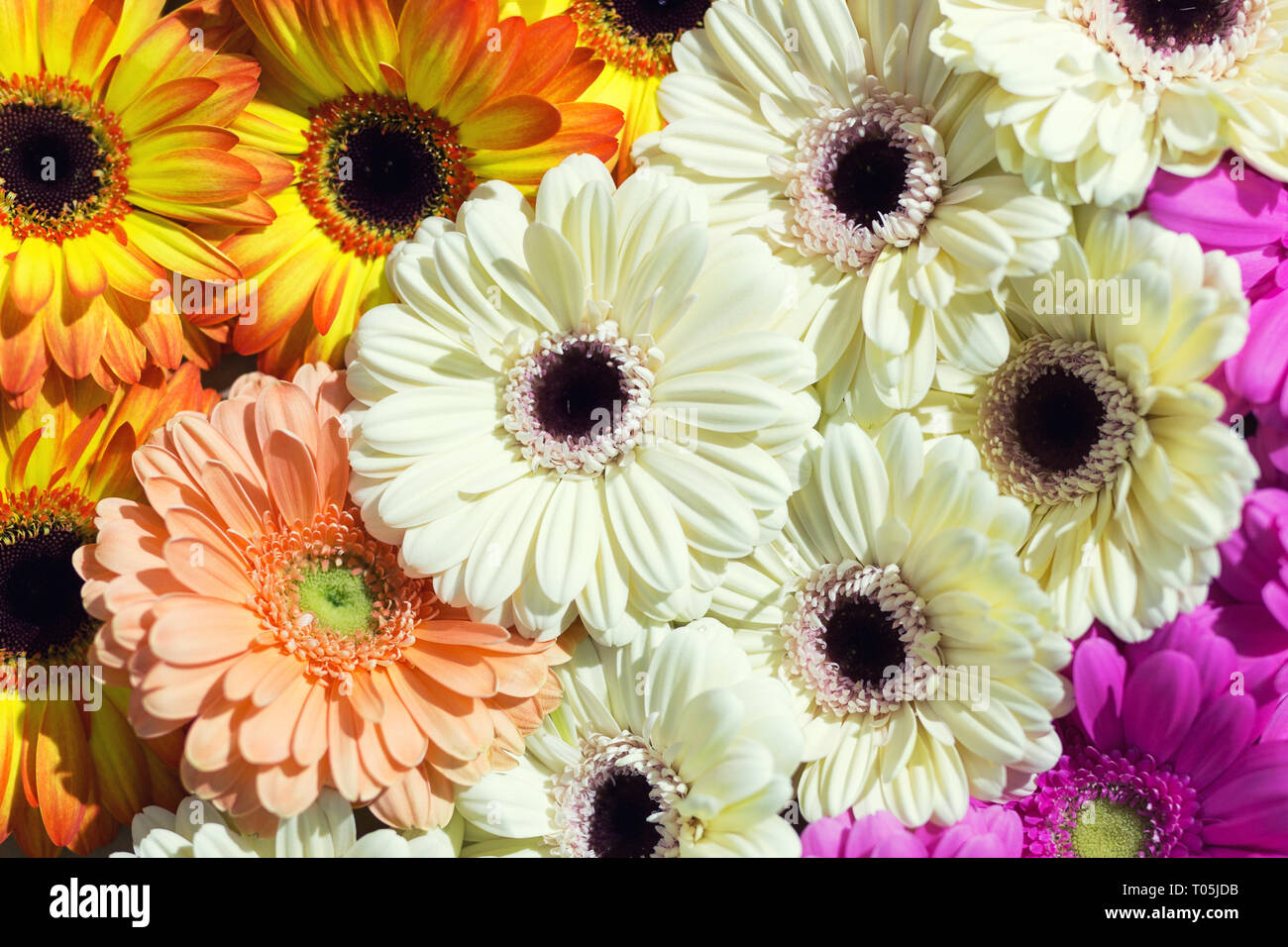Daisy flower gerbera heads bouquet background. Flat lay floristic ...