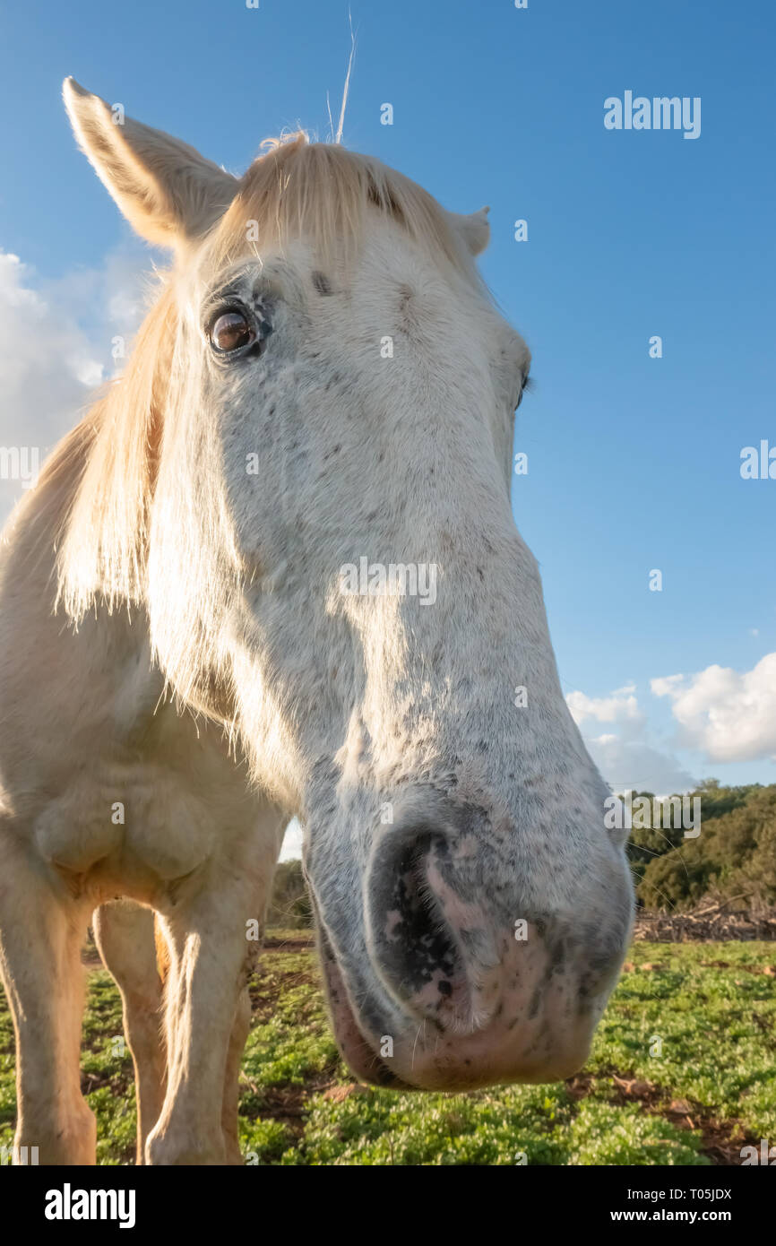 Horse head wide angle hi-res stock photography and images - Alamy