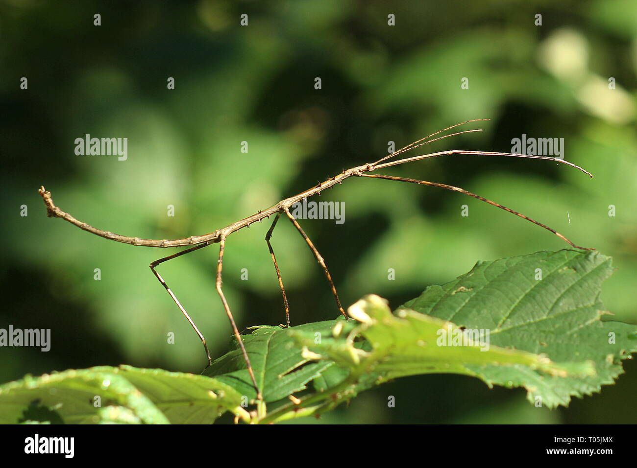 Brown stick insect Stock Photo - Alamy