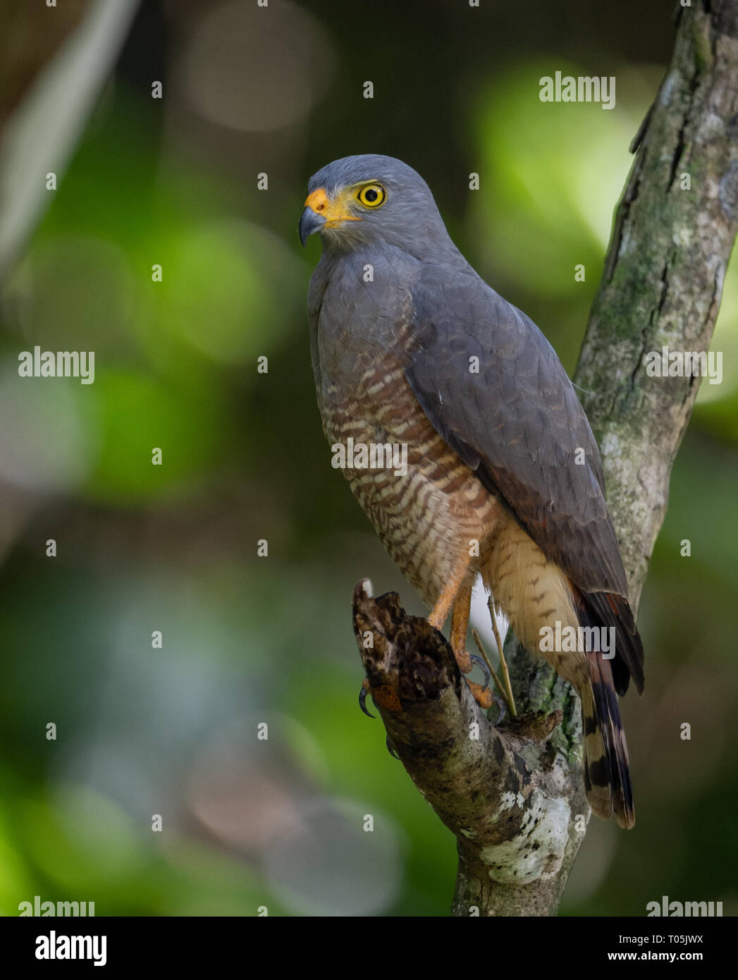Roadside Hawk in Costa Rica Stock Photo - Alamy