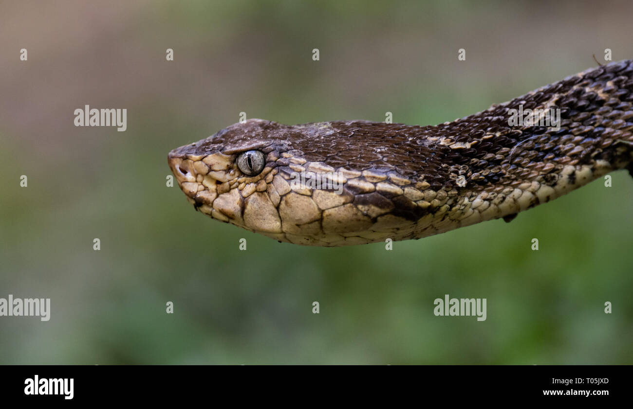 Snake in Costa Rica Stock Photo - Alamy