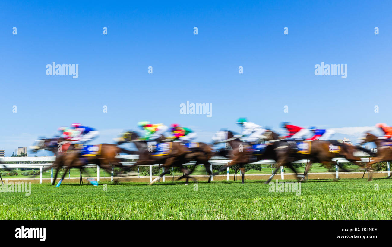 Motion blur animals hi-res stock photography and images - Alamy