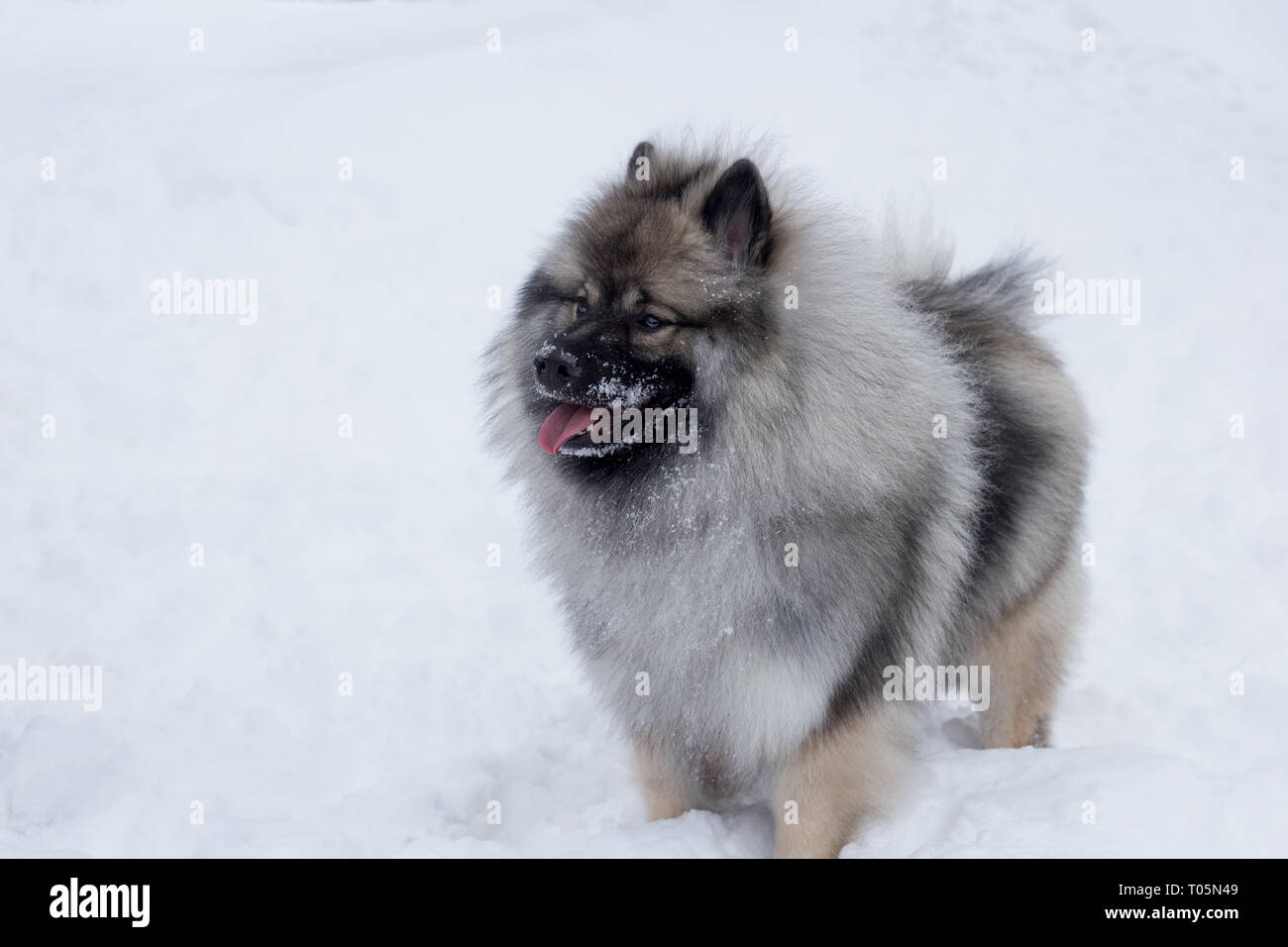 Deutscher wolfspitz is standing on the white snow. Keeshond or german ...
