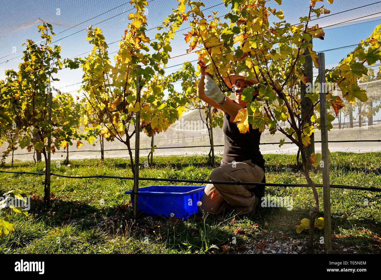Picking grapes woman hi-res stock photography and images - Alamy