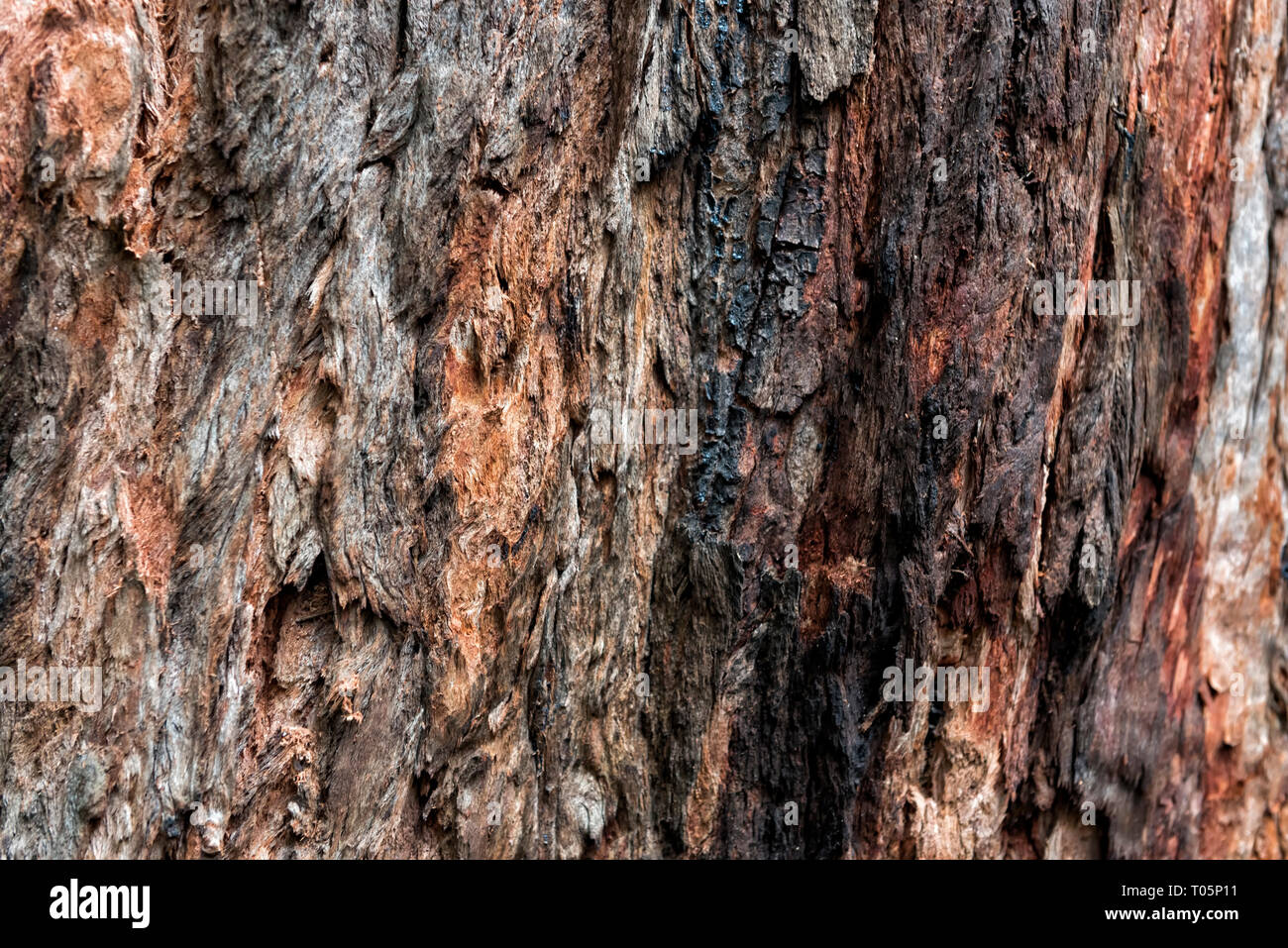 Background image of a tree bark Stock Photo - Alamy