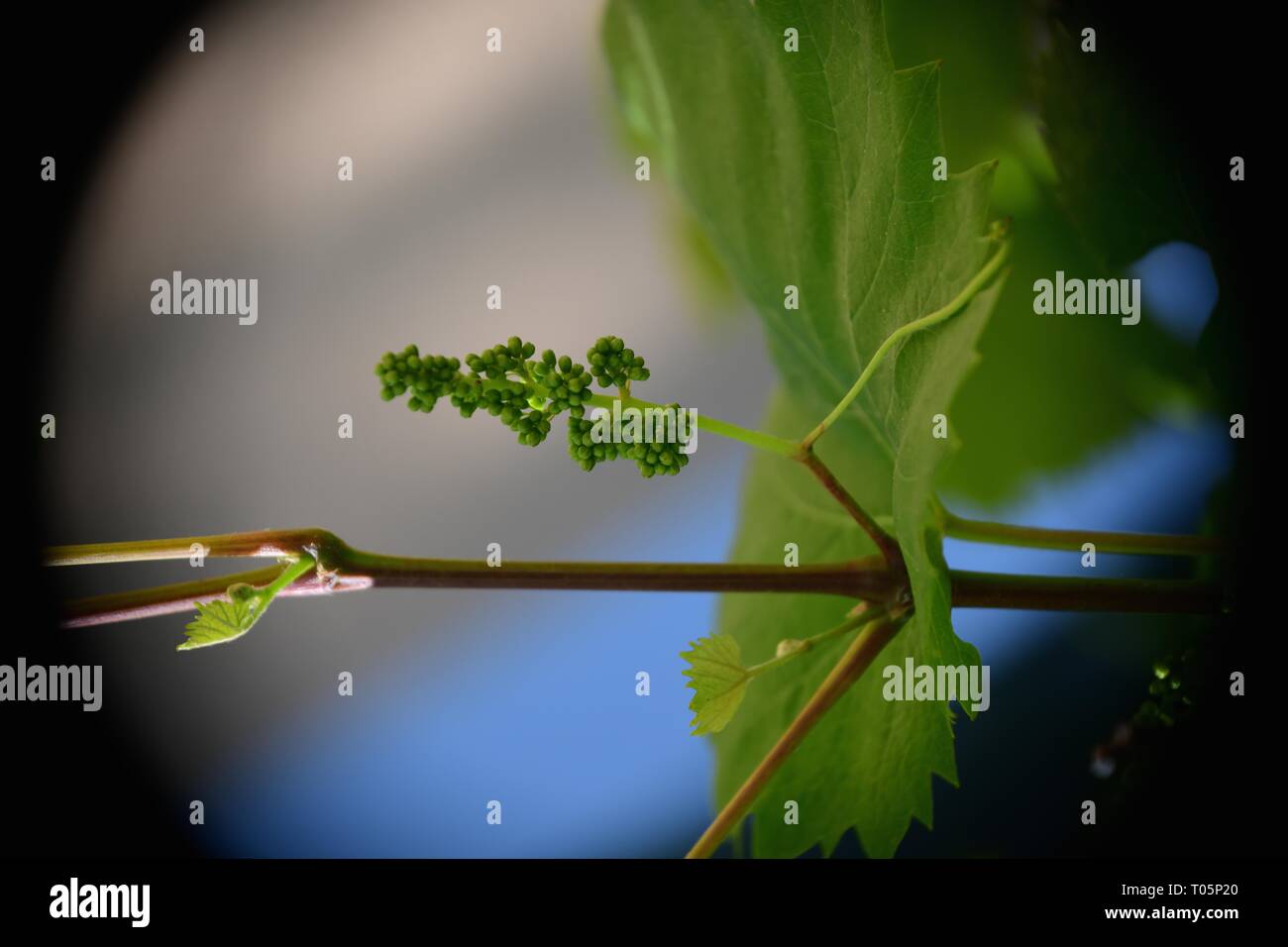 Tiny grapes hi-res stock photography and images - Alamy