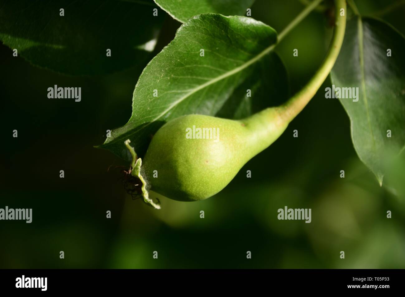 little pear growing in the garden Stock Photo - Alamy