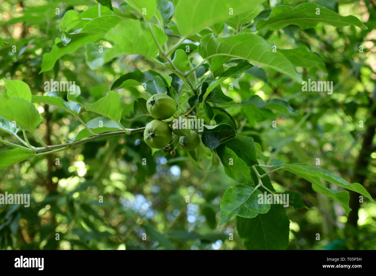 First fruits hi-res stock photography and images - Alamy