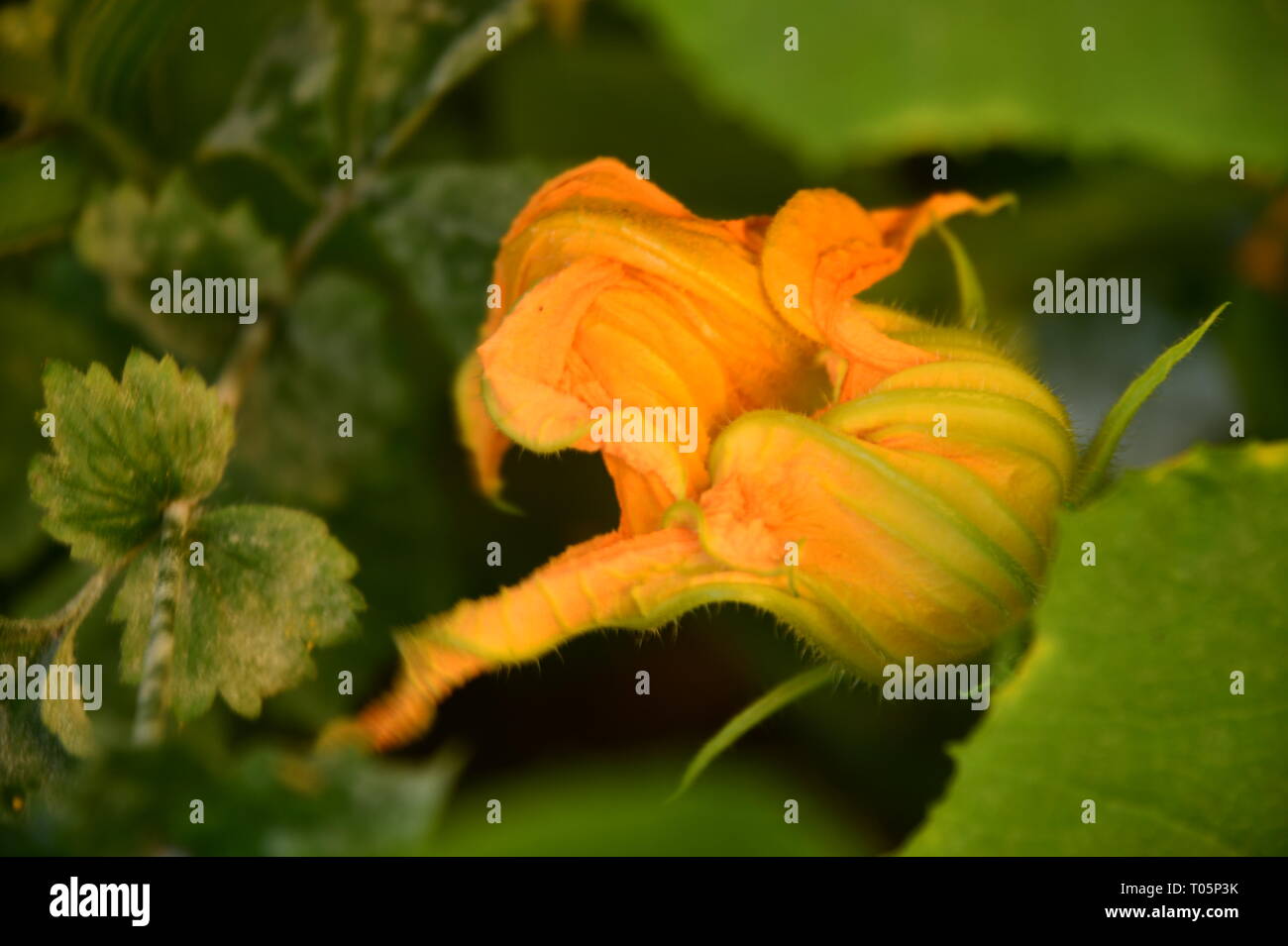 Zucchini pure hi-res stock photography and images - Alamy