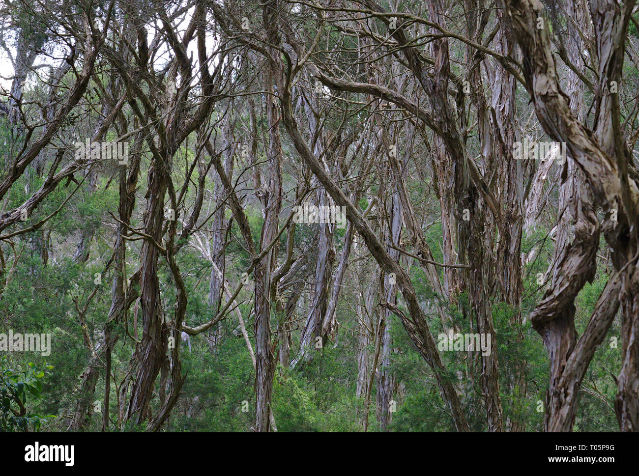 Close up look of middle part of forest with lots of skinny trees Stock ...
