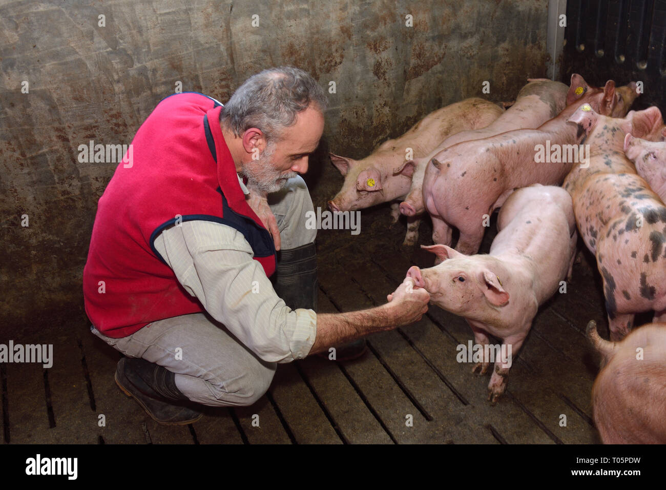 farmer inside a pig farm, petting the pigs Stock Photo - Alamy