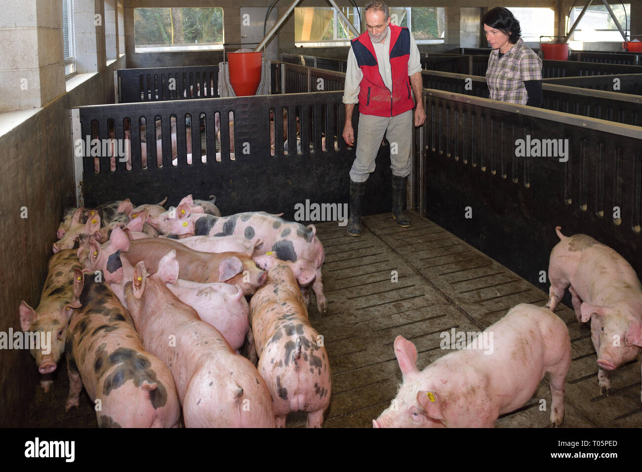 Man on farm feeding pig hi-res stock photography and images - Alamy