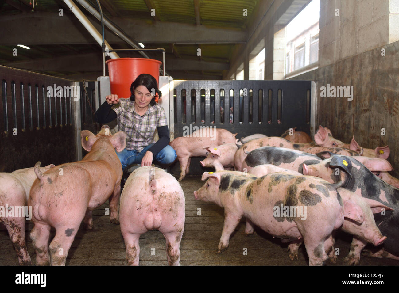 portrait of a farm woman on a pig farm Stock Photo - Alamy