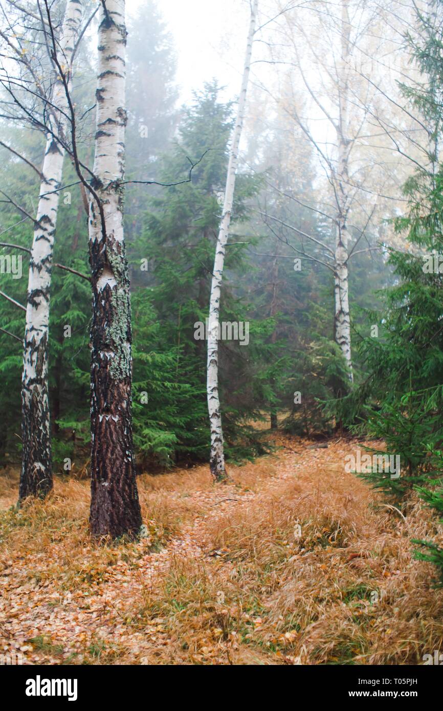 Birch trees in beautiful still scenery in forest Stock Photo - Alamy