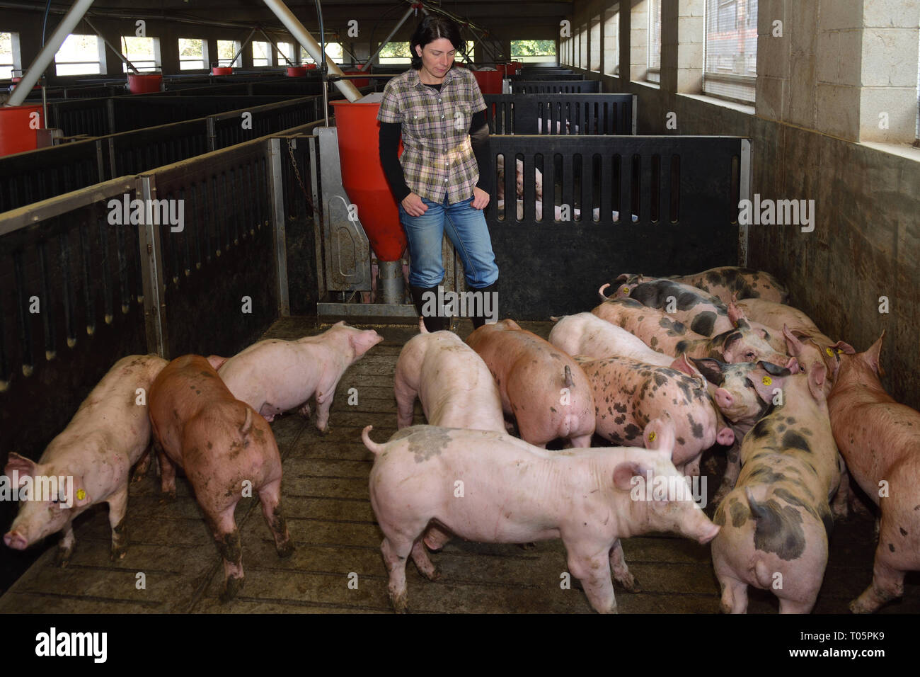 portrait of a farm woman on a pig farm Stock Photo - Alamy
