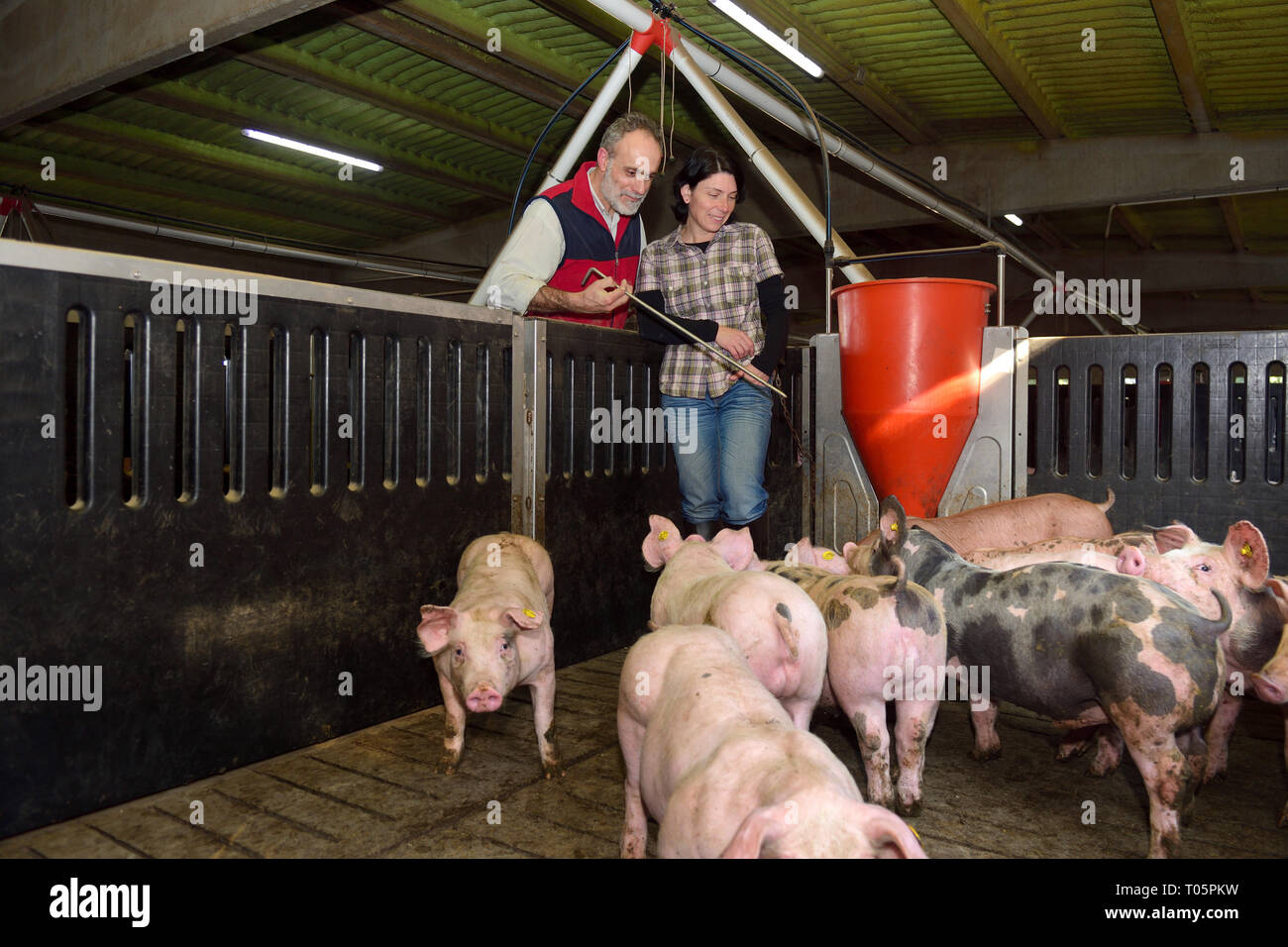 couple of farmers on a pig farm Stock Photo - Alamy