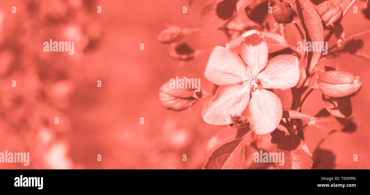 Spring bloom concept Stock Photo - Alamy