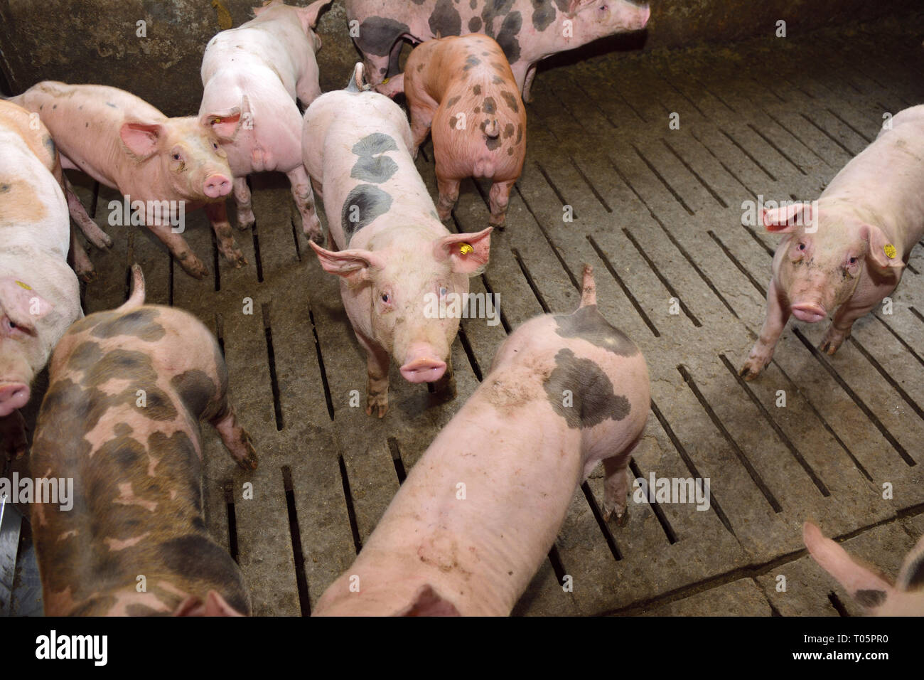 Fattening pigs hi-res stock photography and images - Alamy
