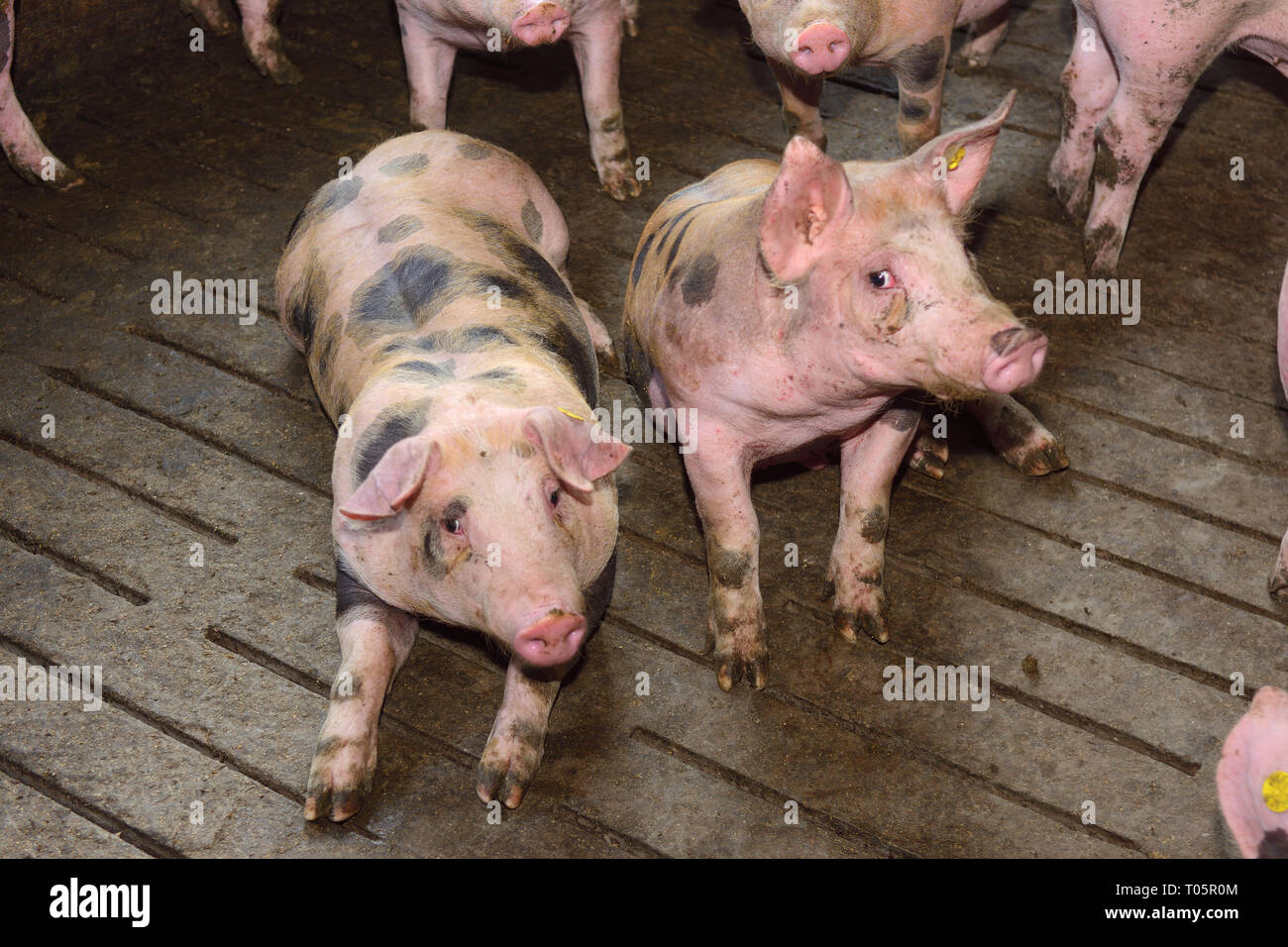 Two pigs looking camera hi-res stock photography and images - Alamy