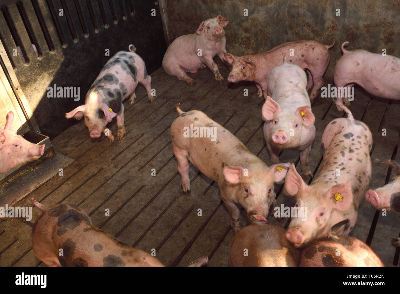 Fattening pigs hi-res stock photography and images - Alamy