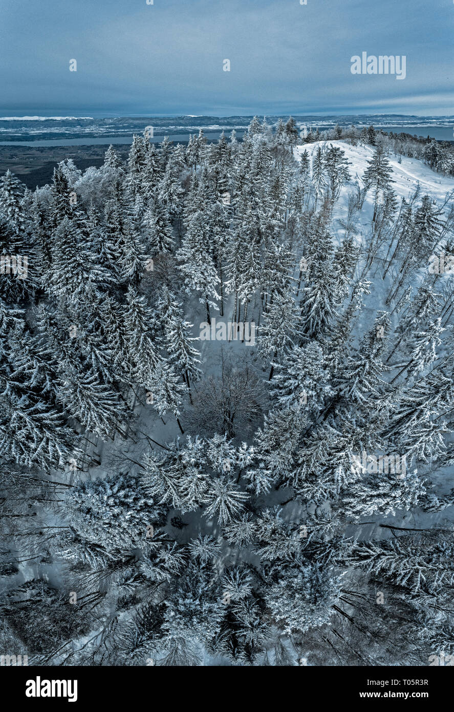 Stunning drone shots above a Snow covered forest landscape with views ...